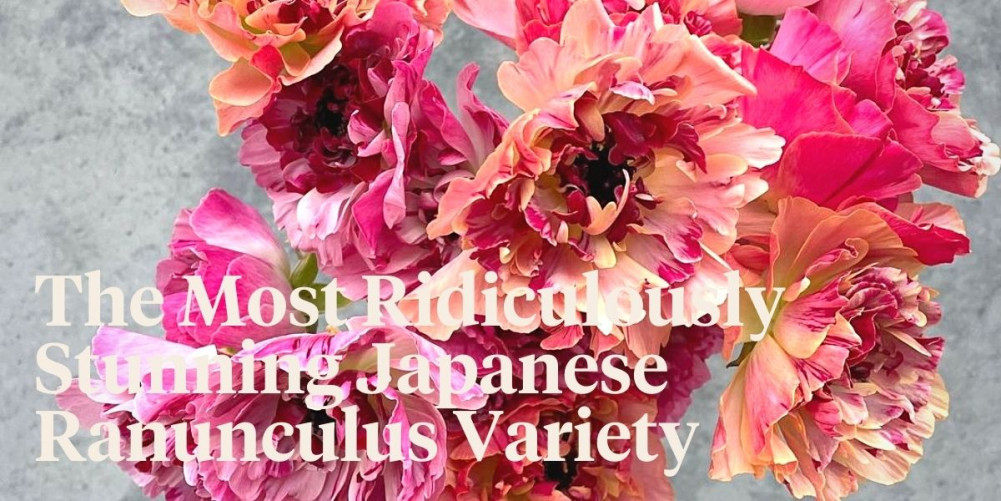 Your Favorite Japanese Ranunculus Named Charlotte - Article on Thursd