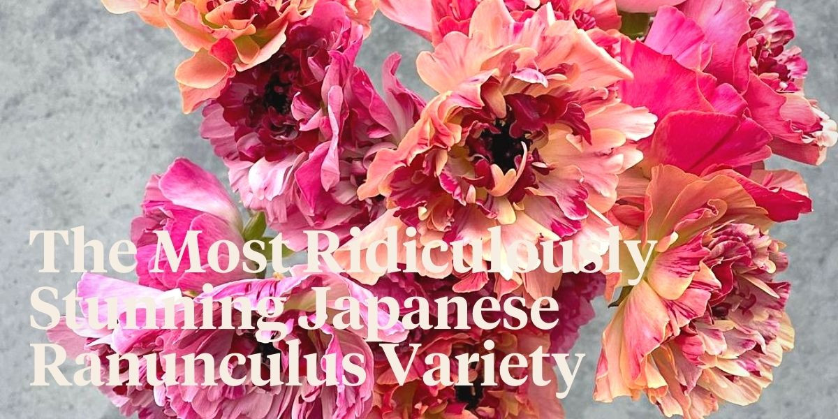 Your Favorite Japanese Ranunculus Named Charlotte - Article onThursd