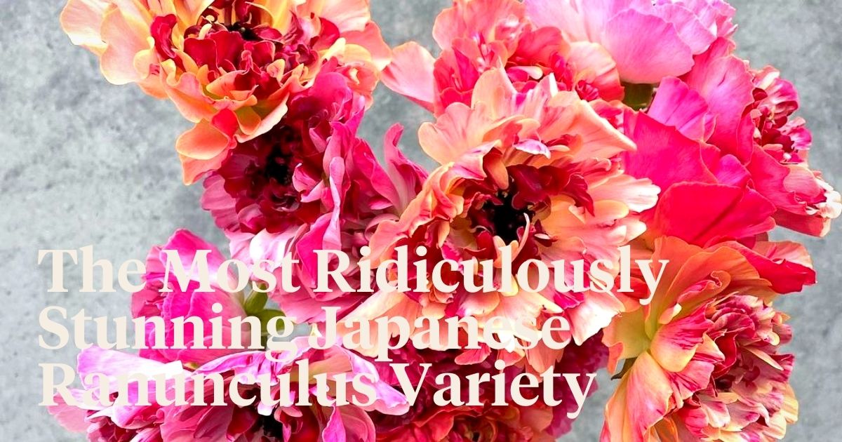 Your Favorite Japanese Ranunculus Named Charlotte - Article onThursd