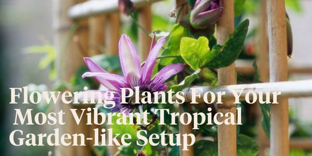 The Most Beautiful Flowering Plants for Your Tropical Garden - Article ...