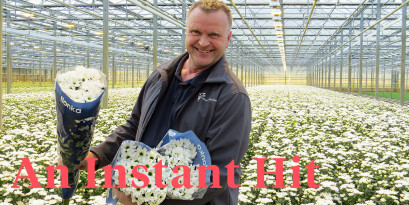 Hilverda De Boer Embraces Chrysanthemum Ilonka