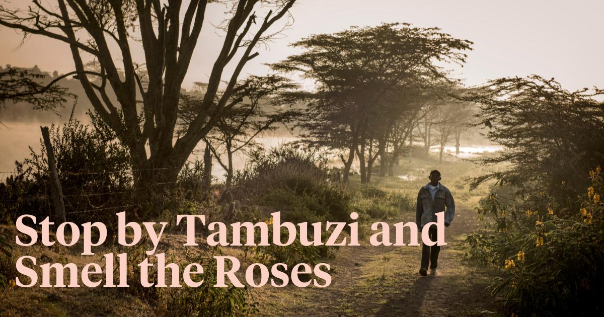Tambuzi Rose Farm Is So Much More Than Just a Business