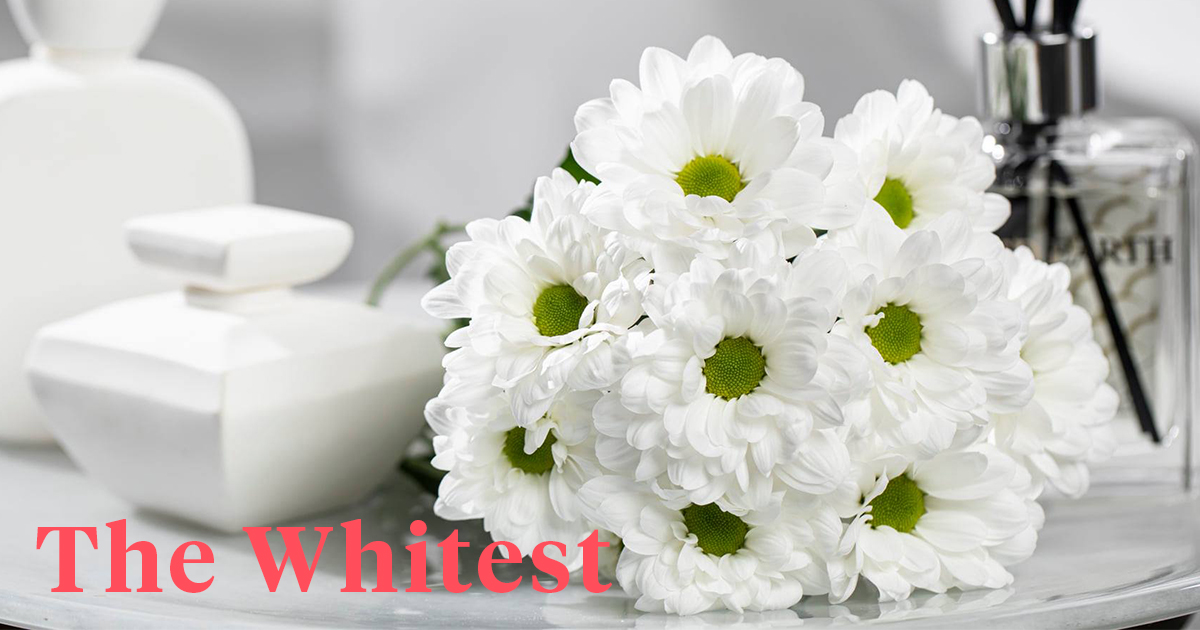 A Perfect White Powerhouse