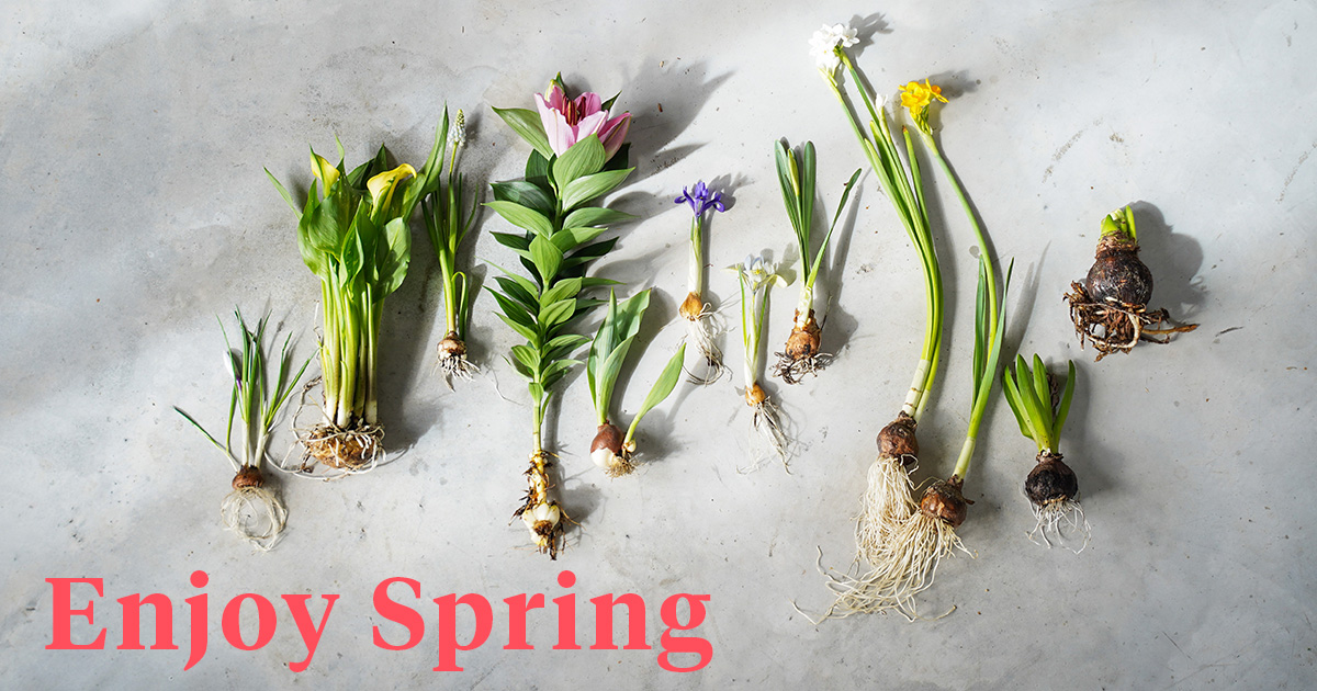Spring Bulbs and Indoor Plants to Celebrate the Season