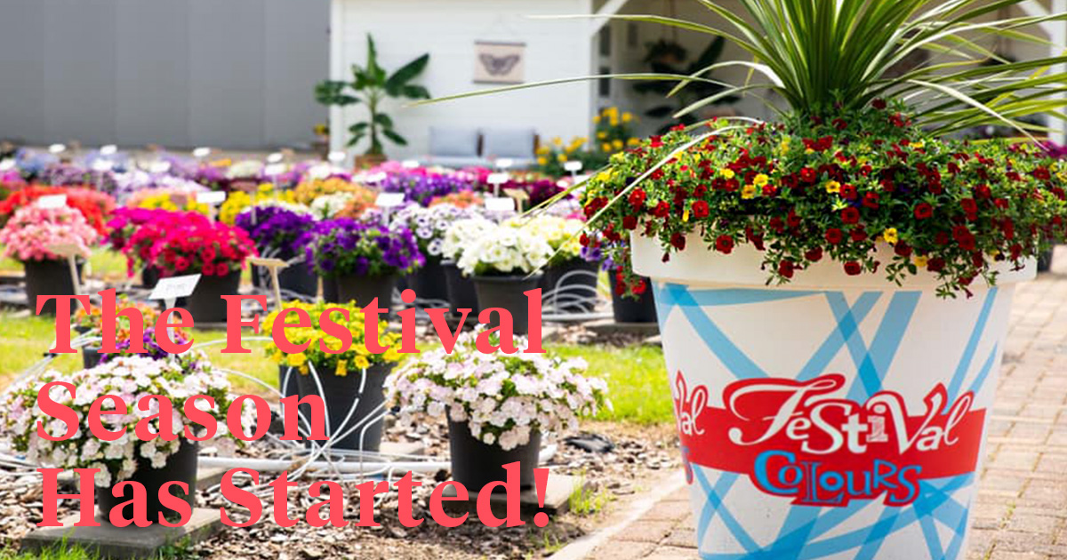 Color Your Garden With 'Festival Colours'
