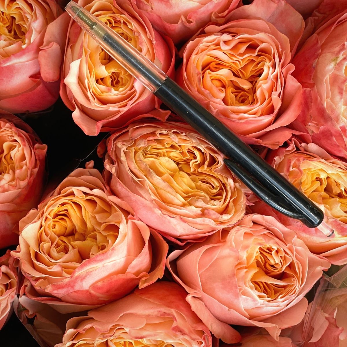 Imagine This - A New Rose by Decofresh With the Name 'Imagine'