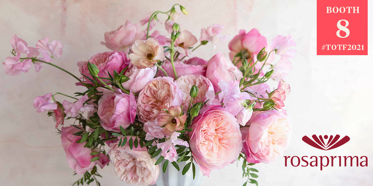 The Legendary Rosaprima Rose