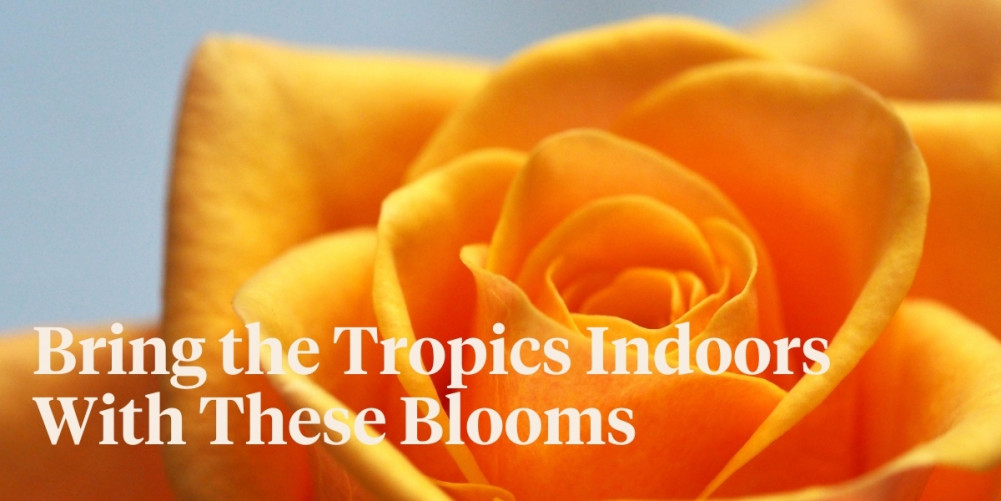 Still Alive 'n Kicking: Tropical Amazone Roses