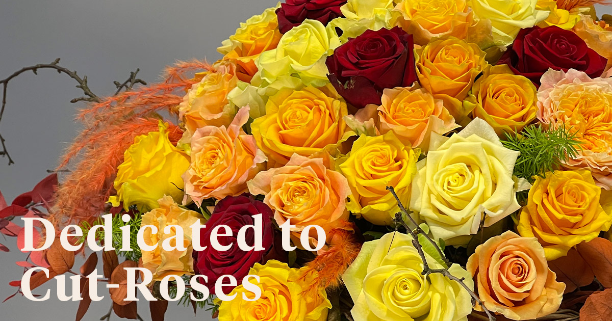 Rosen Tantau Launches New Website for Cut Roses