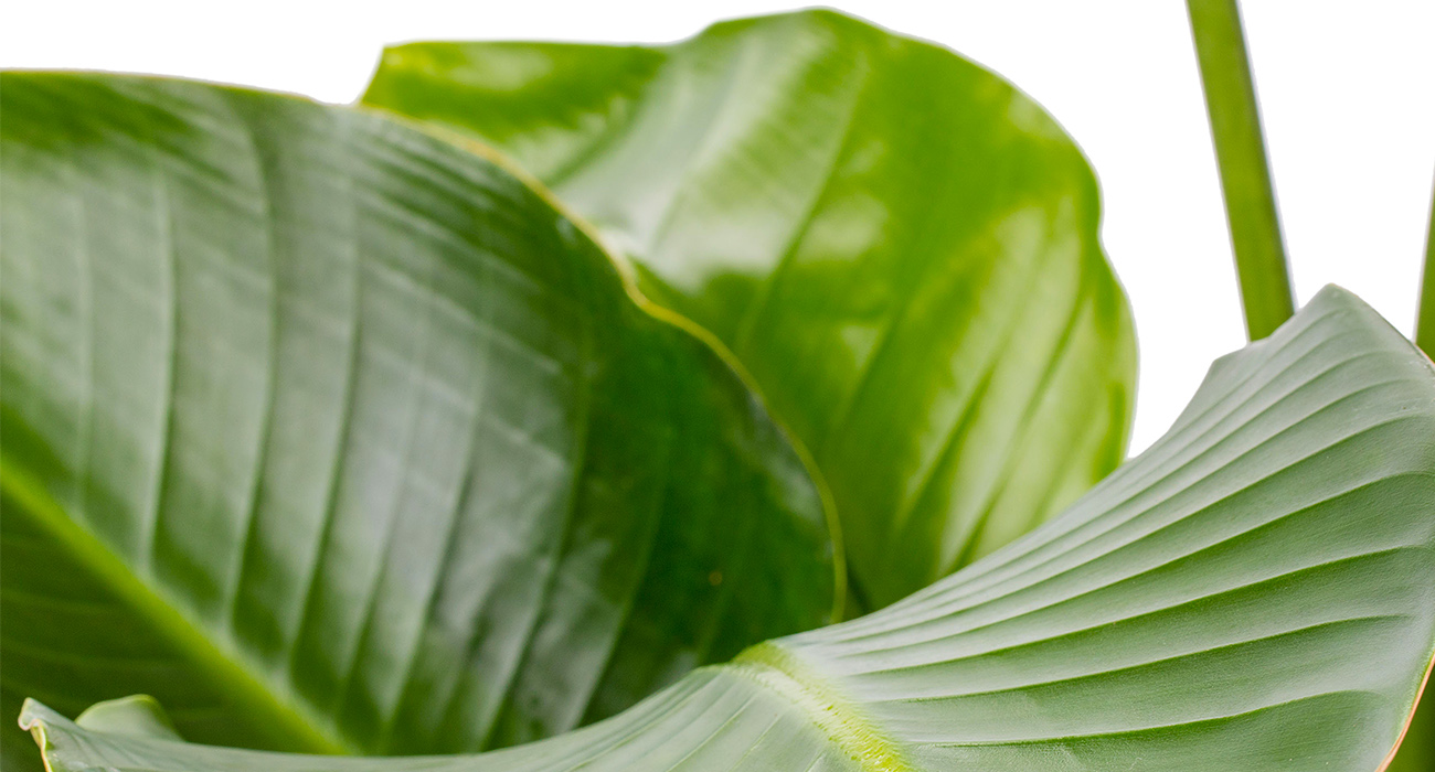 Strelitzia Reginae - Thursd