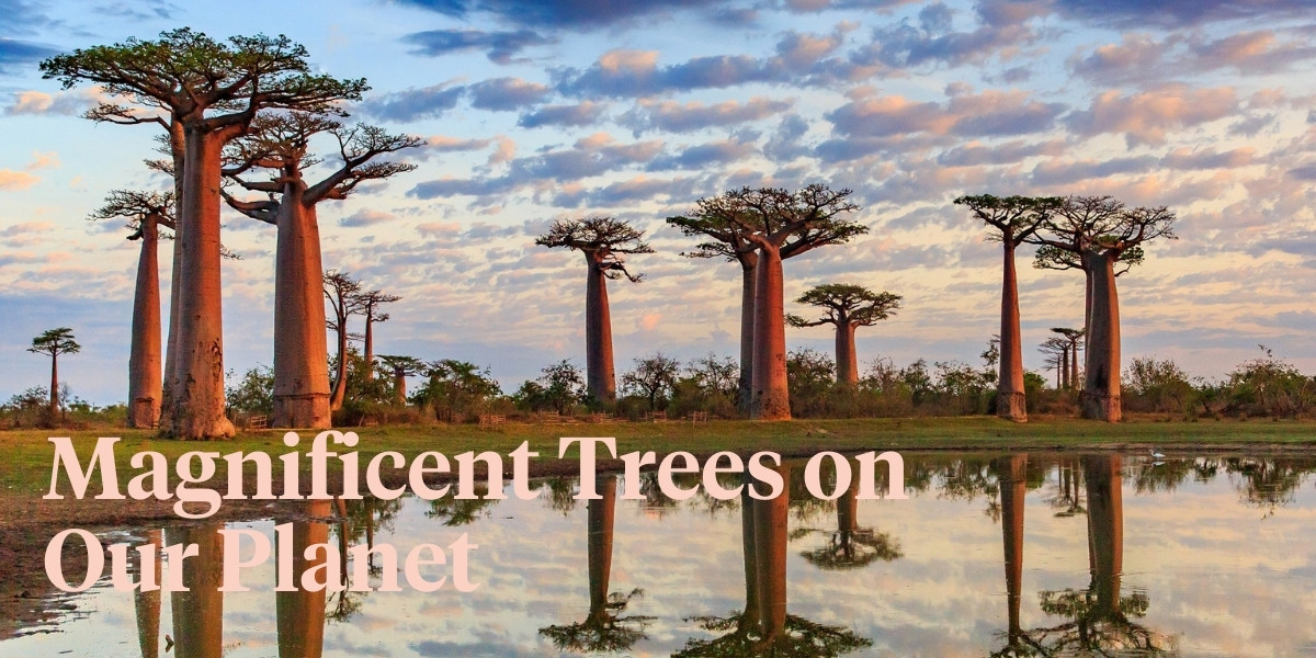 10 of the Most Unique Trees in the World - Article onThursd