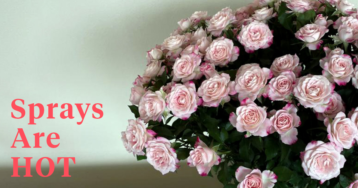 Open Up to Spray Roses
