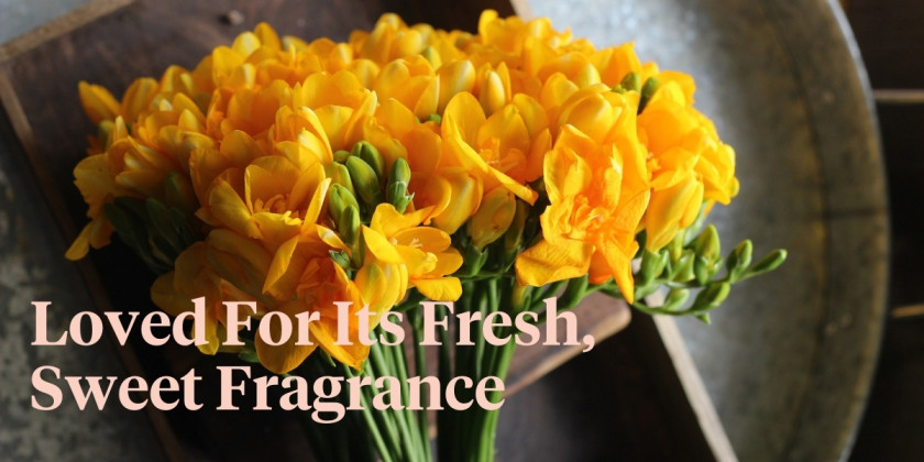 Freesia Flower Meaning Colors and Care Basics