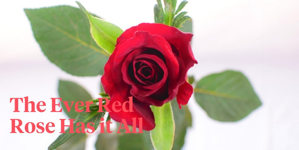 Ever Red Rose - The Best Globally Available Red Rose