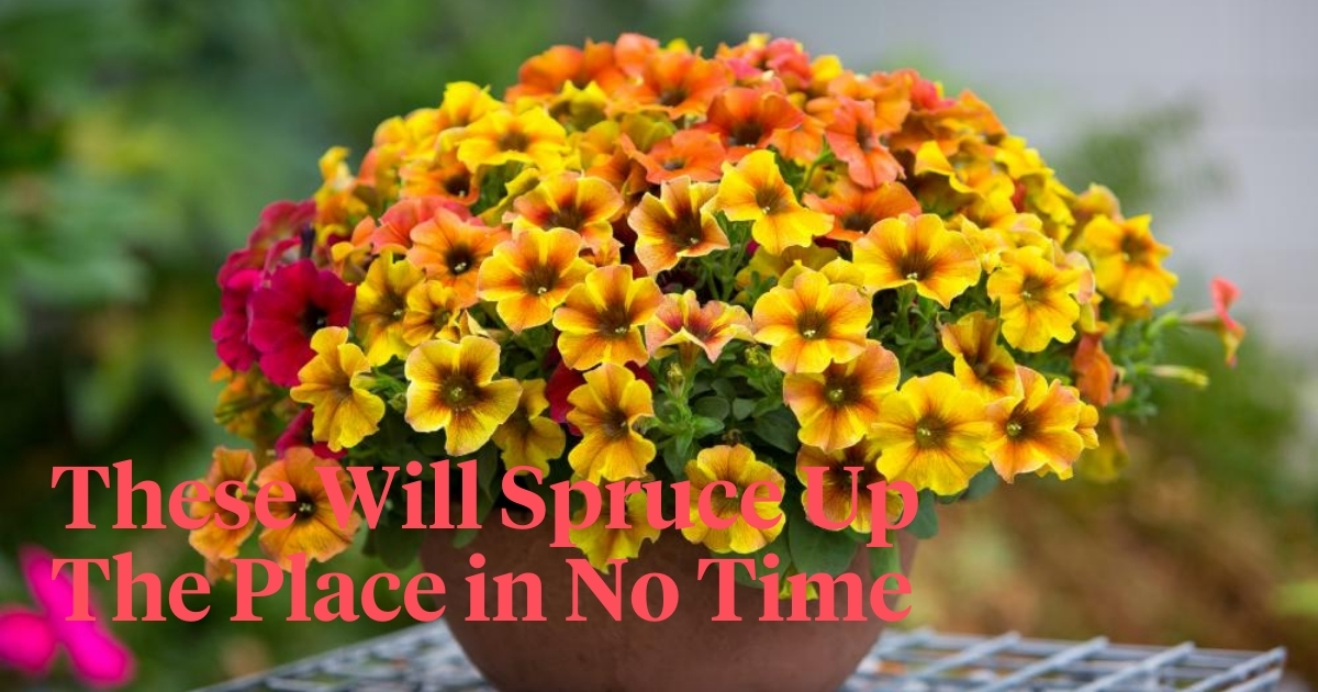 10 Sakata Container Plants to Decorate Your Garden With