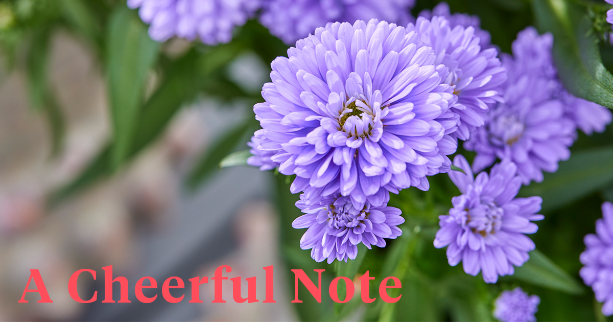 Why You Should Get Your Pot Asters Now