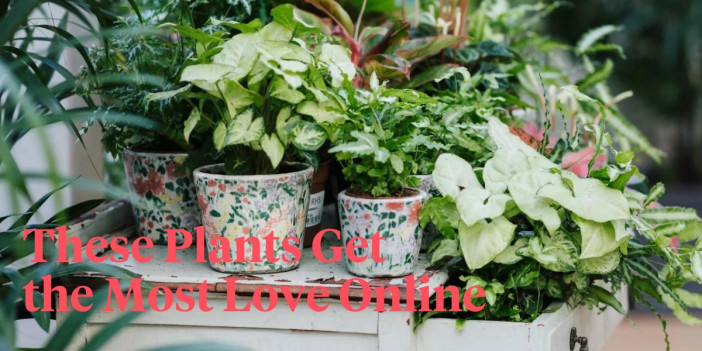 These Popular Houseplants Are Hot on Instagram Right Now