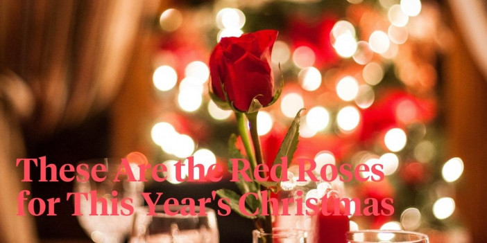 These Are the Most Beautiful Red Roses for Christmas - Article on Thursd