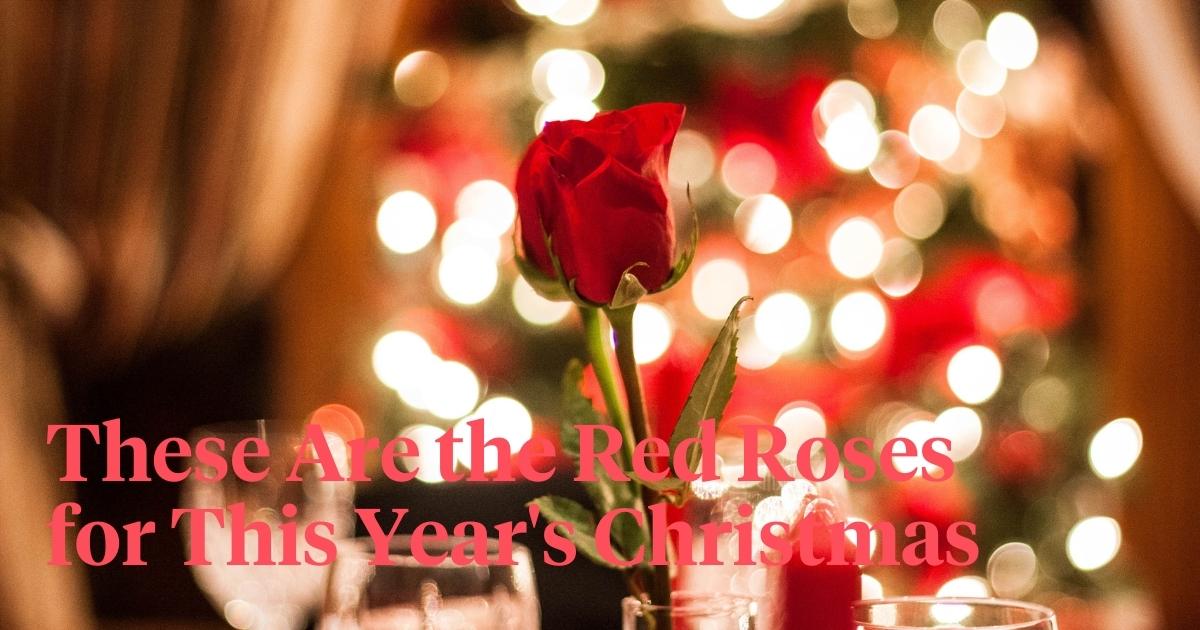 These Are the Most Beautiful Red Roses for Christmas - Article on Thursd