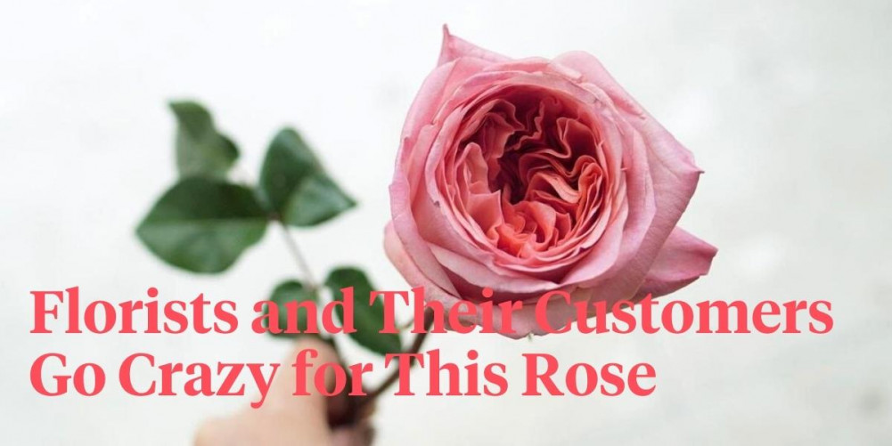 London Eye Rose and Her Genetic Sisters