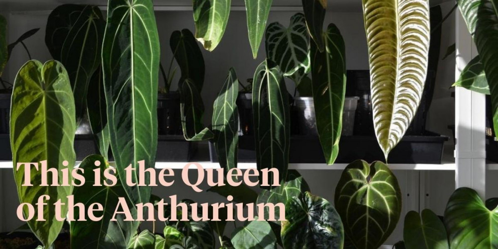 How to Care for Anthurium Warocqueanum – The Queen Anthurium