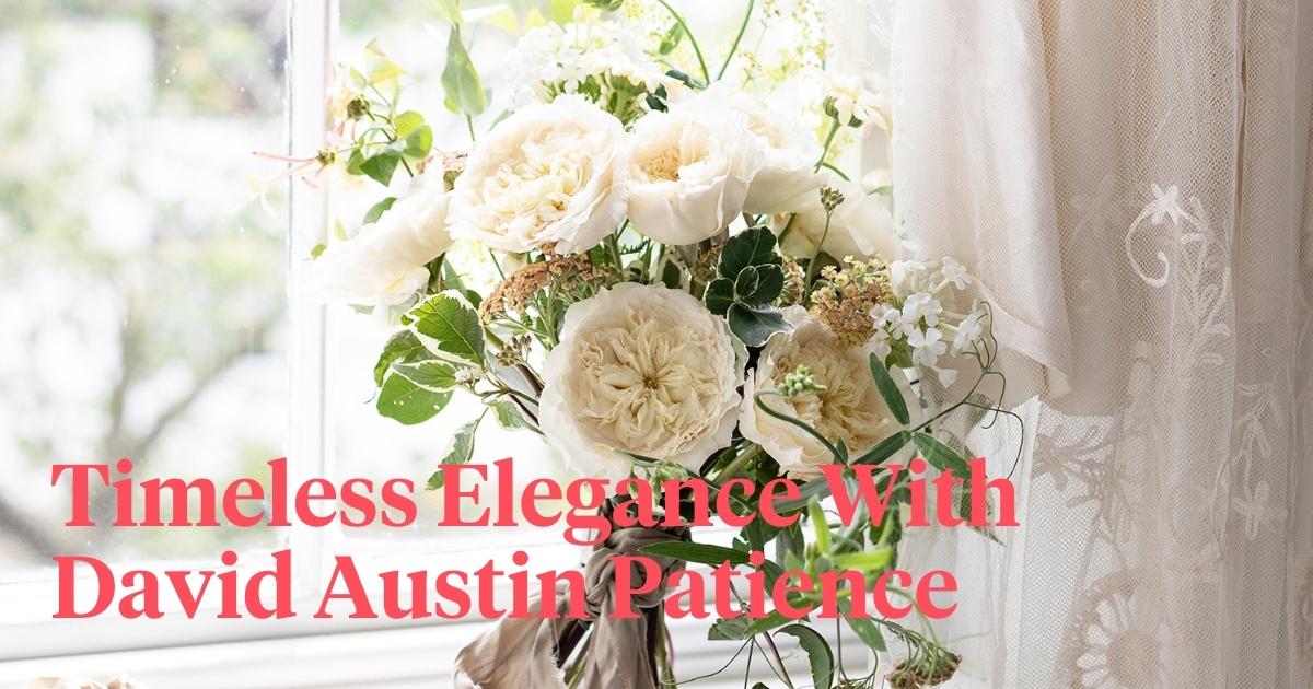 The Buttermilk Ruffles of the Rose David Austin Patience