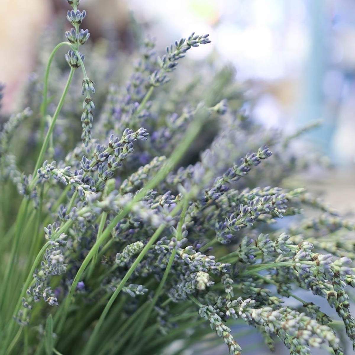 Flowerona - Florist featured on Thursd