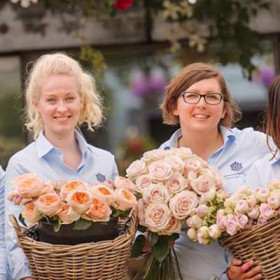 Rose Blushing Reeva - Product on Thursd