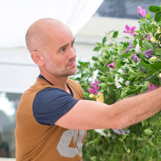 Rose Blushing Reeva - Thursd