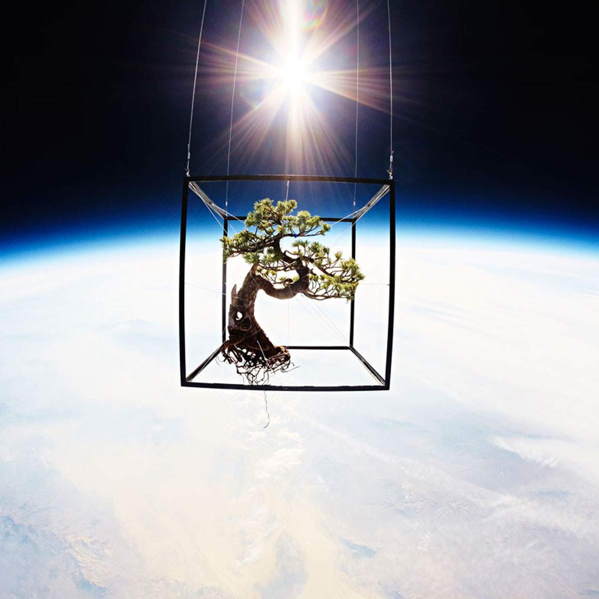 Azuma Makoto - Florist featured on Thursd