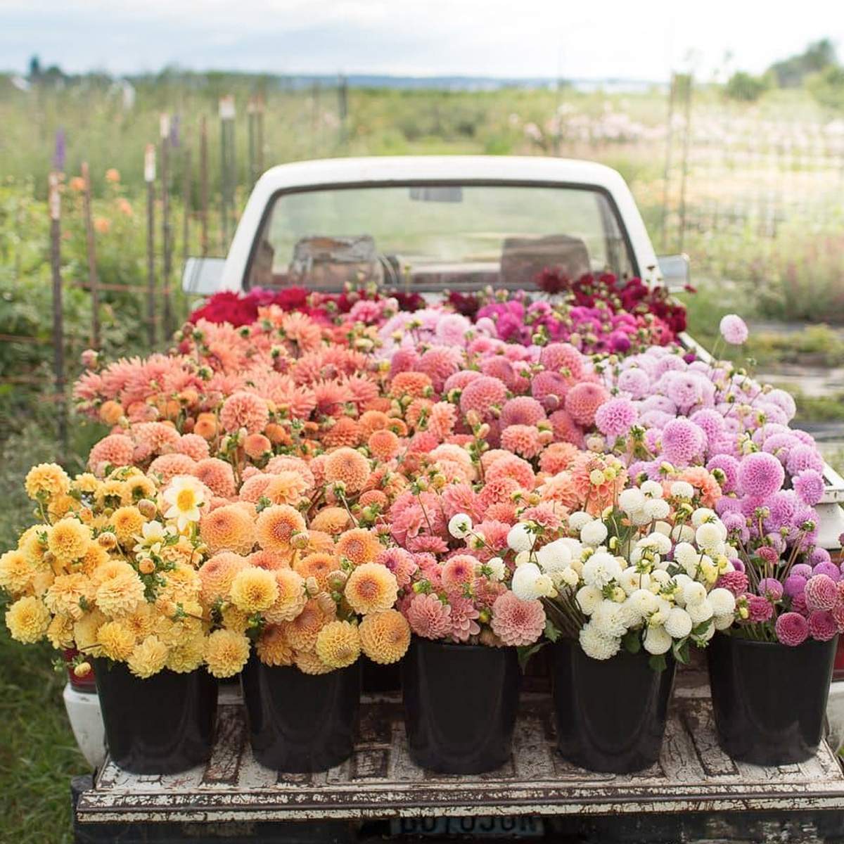 Floret Flower Farm