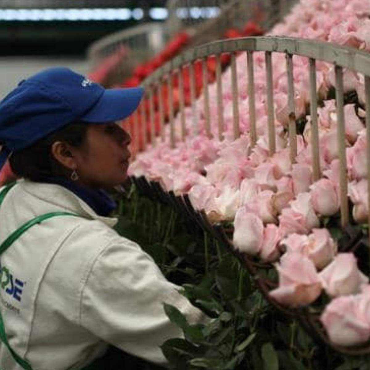 Greenrose - Grower featured on Thursd