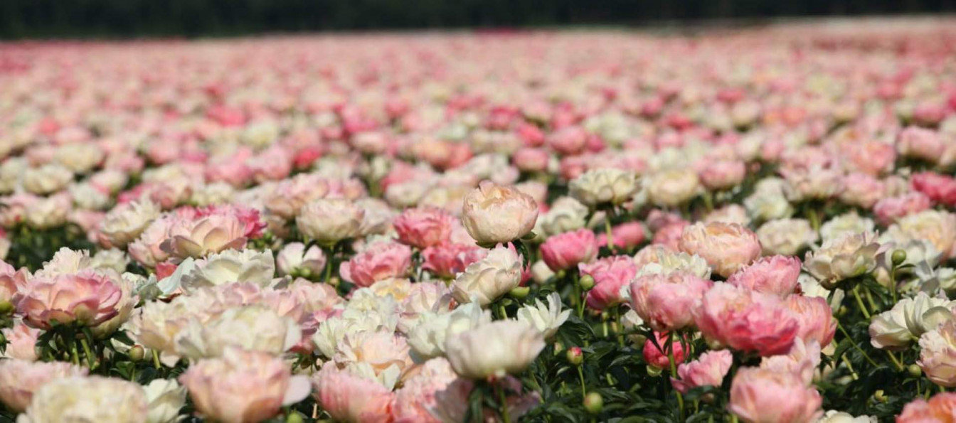 Paeon BV - Grower featured on Thursd