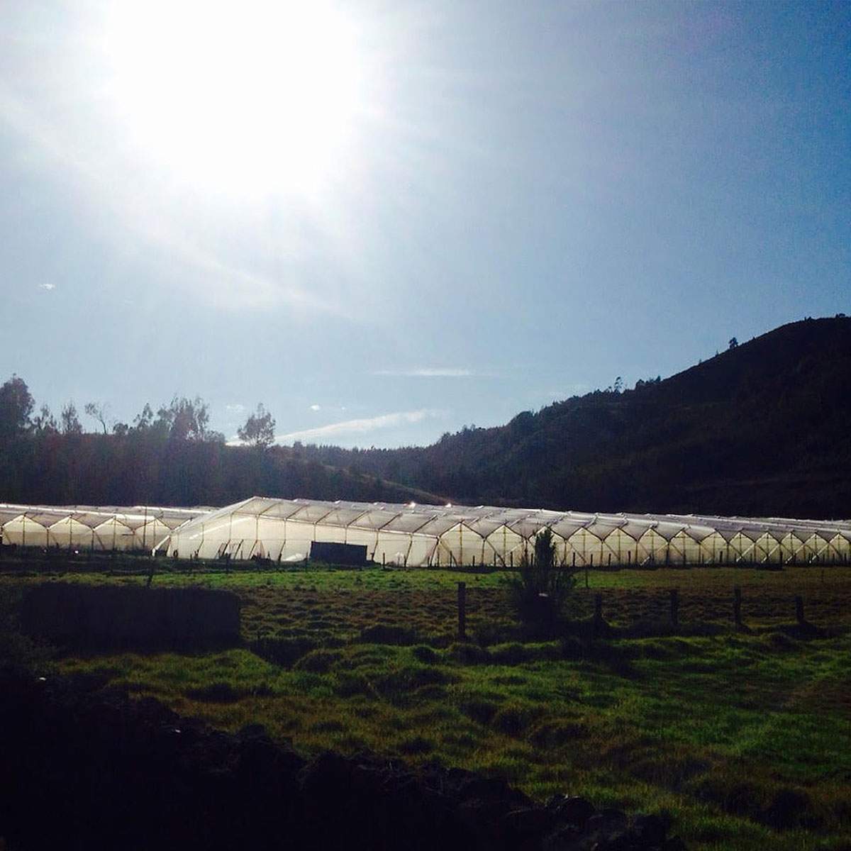 Macarena Farms - Grower featured on Thursd