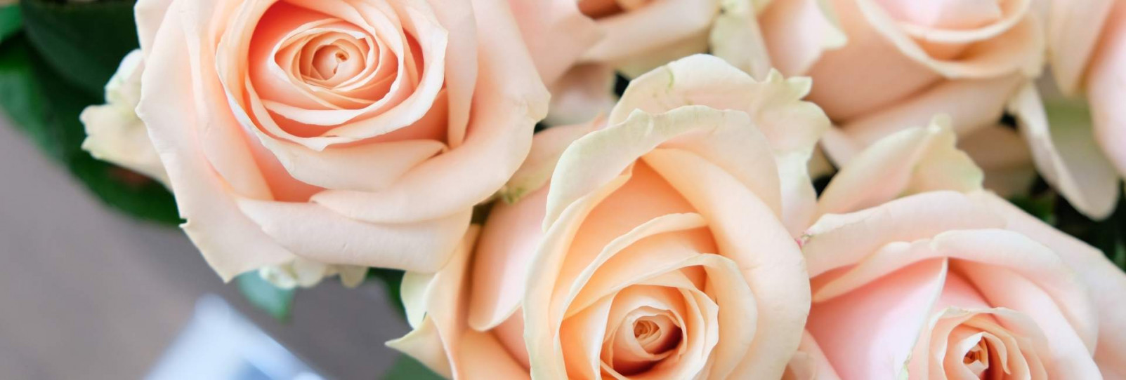 Meijer Roses - Grower featured on Thursd