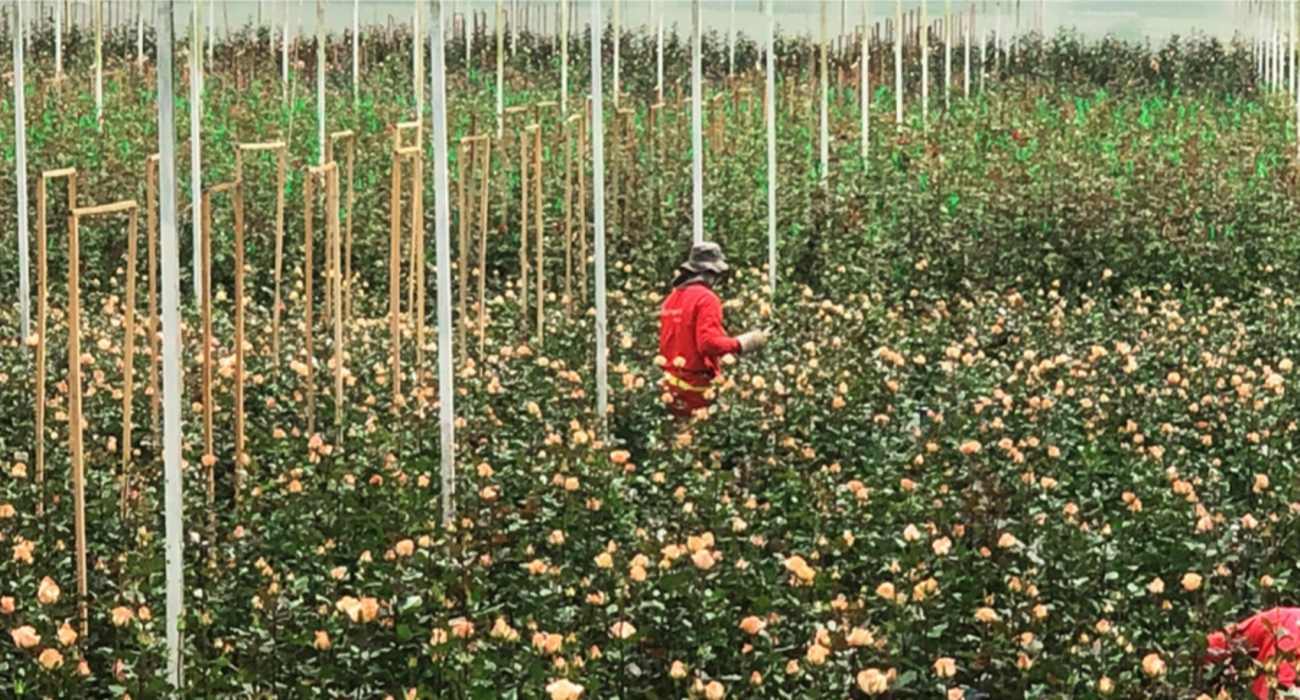 Jaroma Roses - Grower featured on Thursd