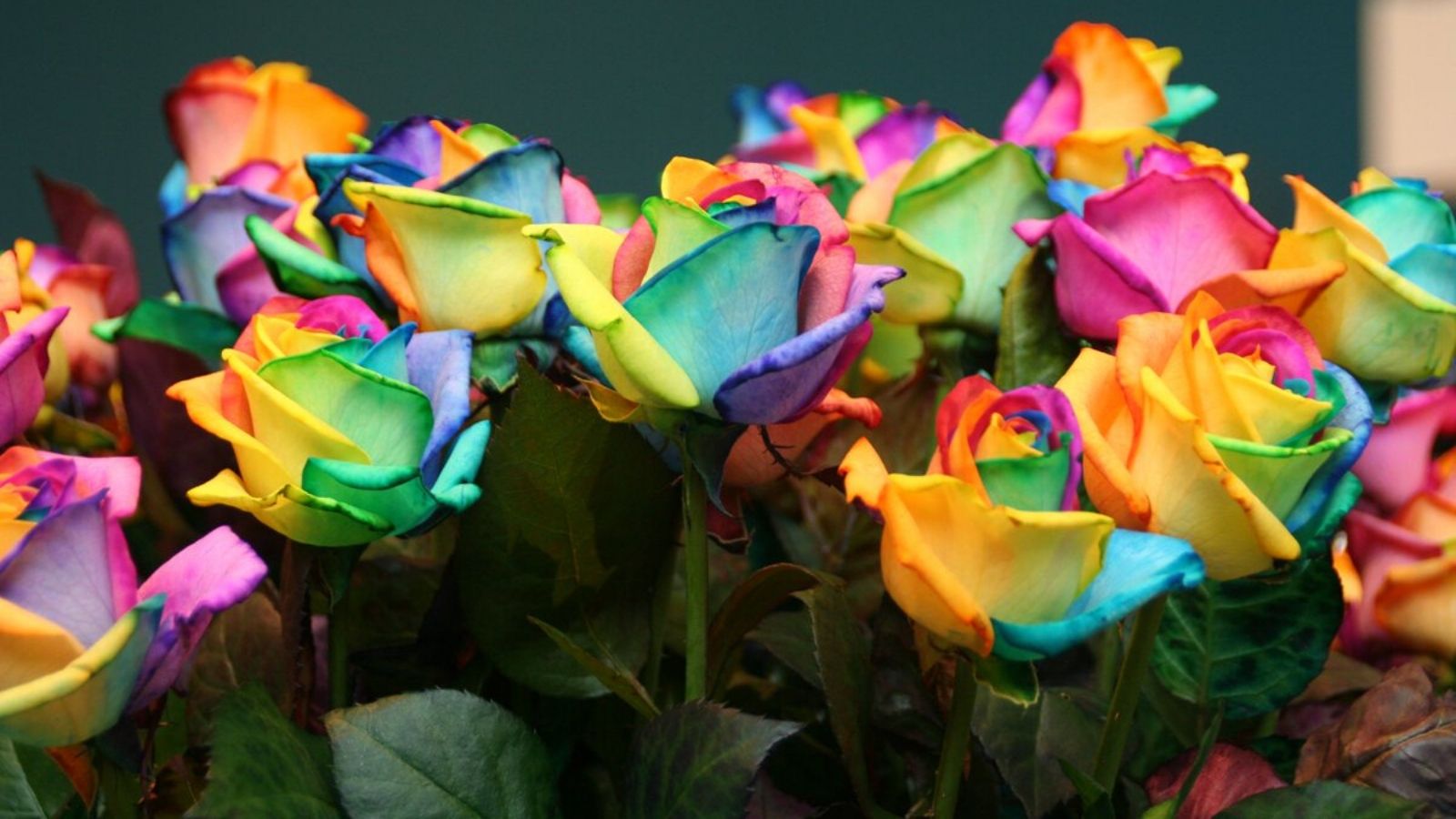 Happy Colors - Grower featured on Thursd