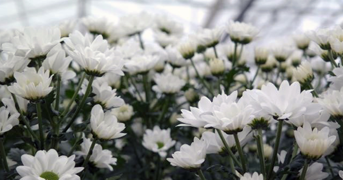 Lianda Flowers - Grower featured on Thursd