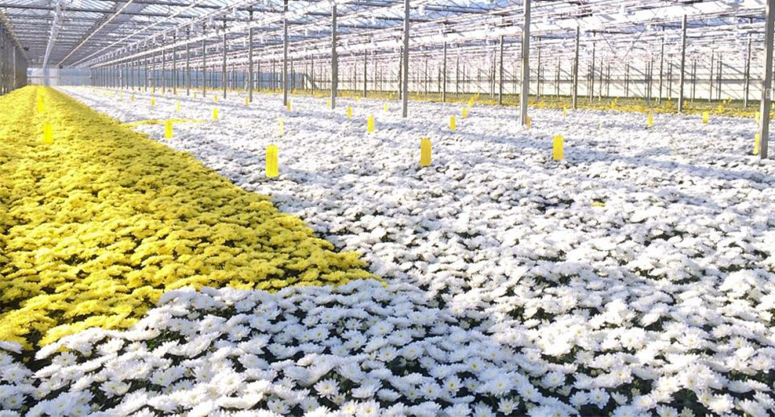 Henda Flowers - Grower featured on Thursd