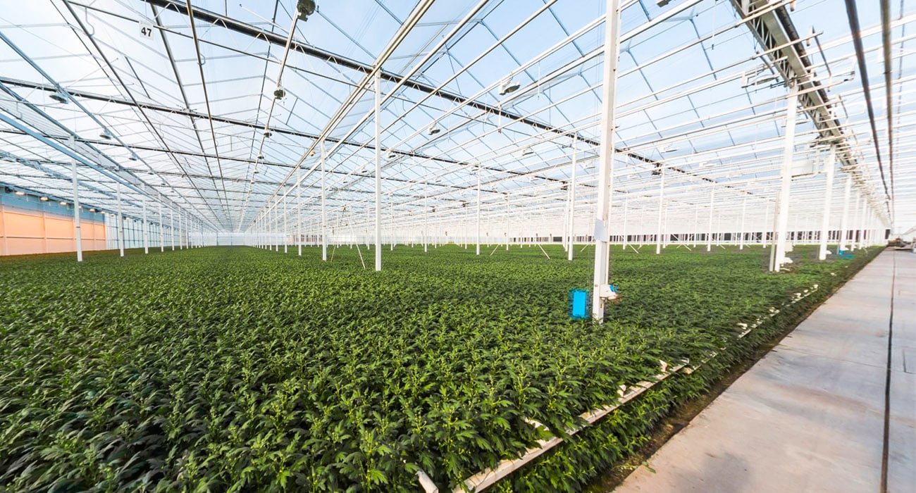 MG Grand - Grower featured on Thursd