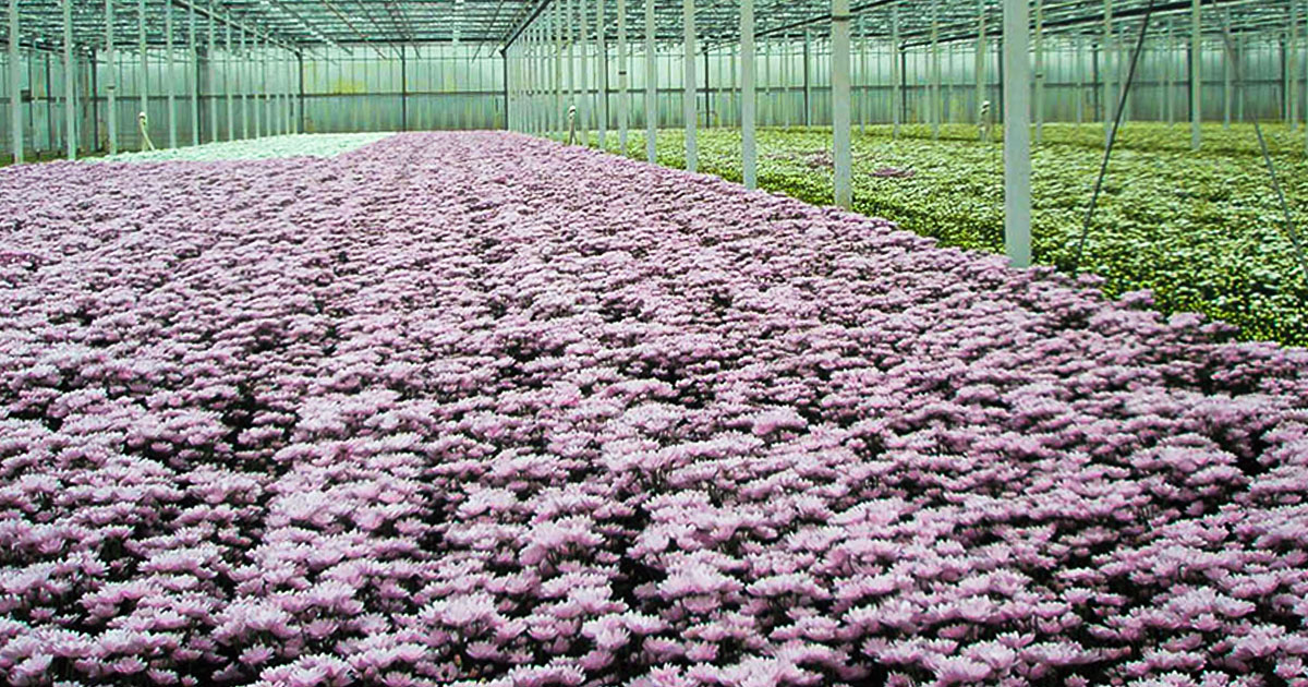 Laurant Fleur - Grower featured on Thursd