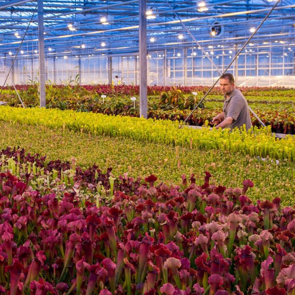 Carni Flora - Grower featured on Thursd