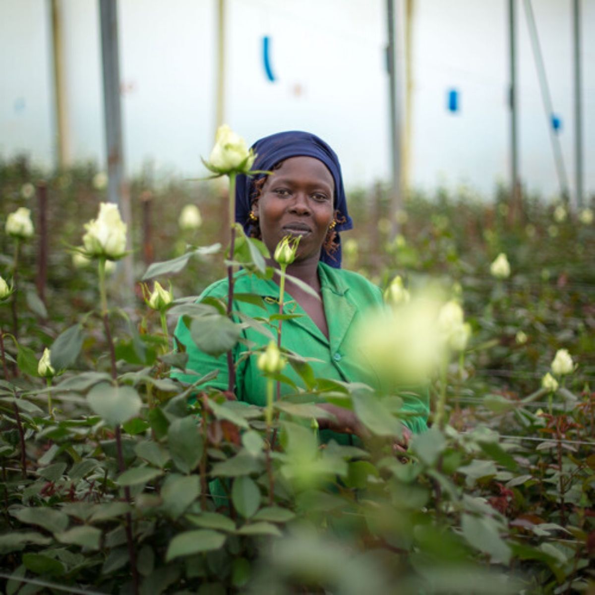 Kisima - Grower featured on Thursd