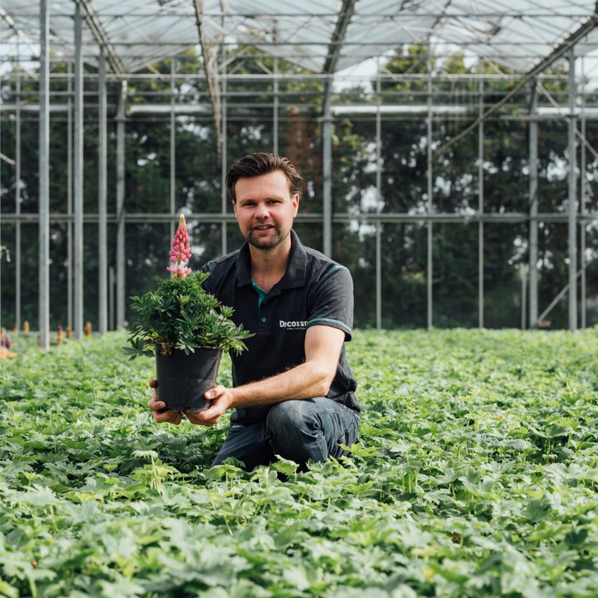 Van der Sar Plants