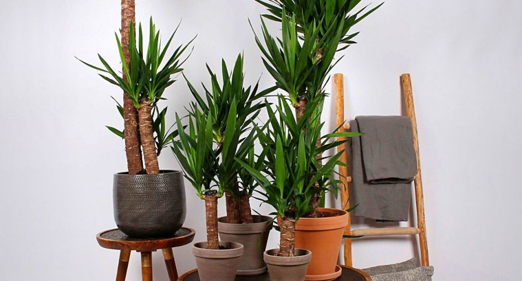 Forever Plants Group