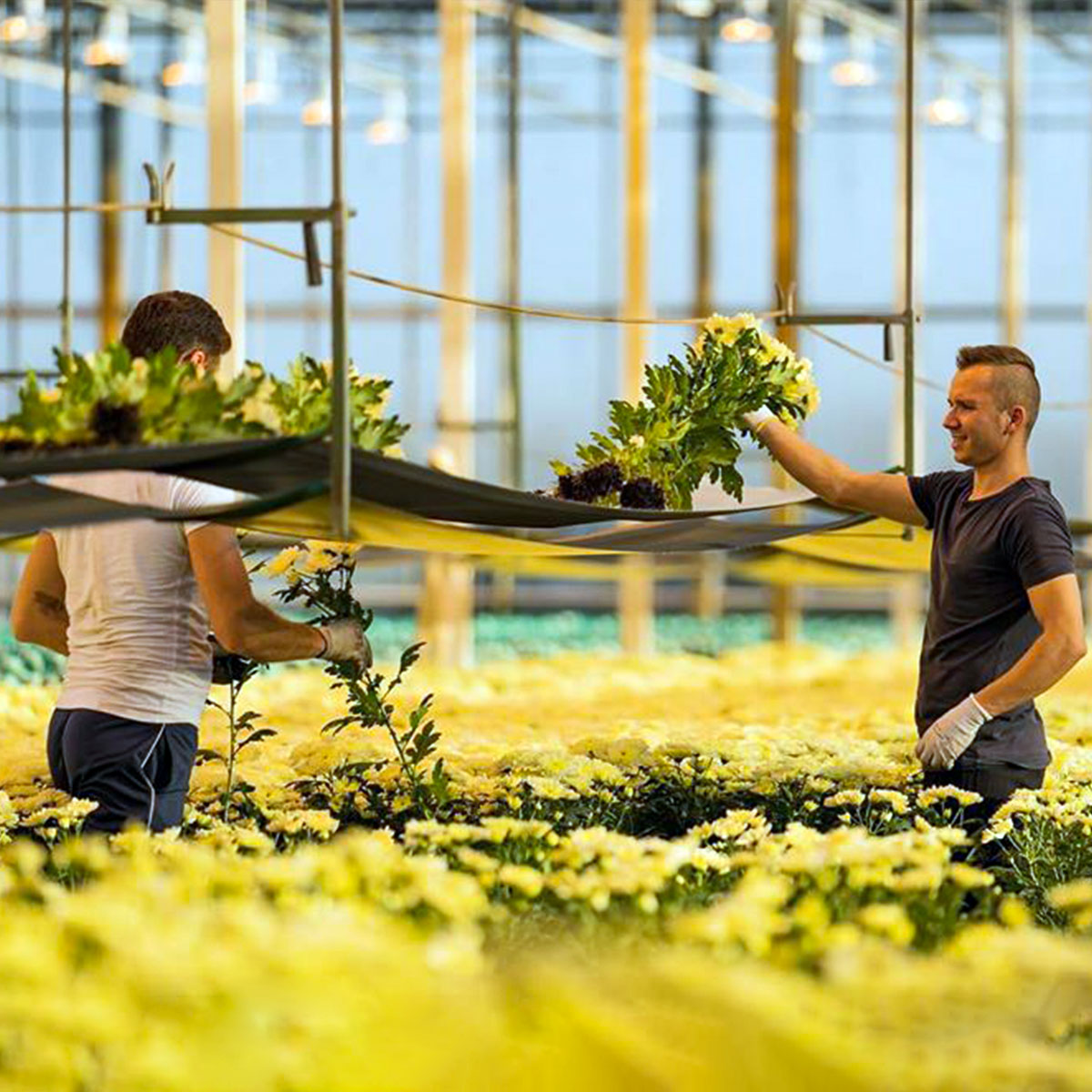Lewis Flowers - Grower featured on Thursd