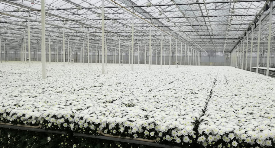 Fred van Paassen Chrysanten