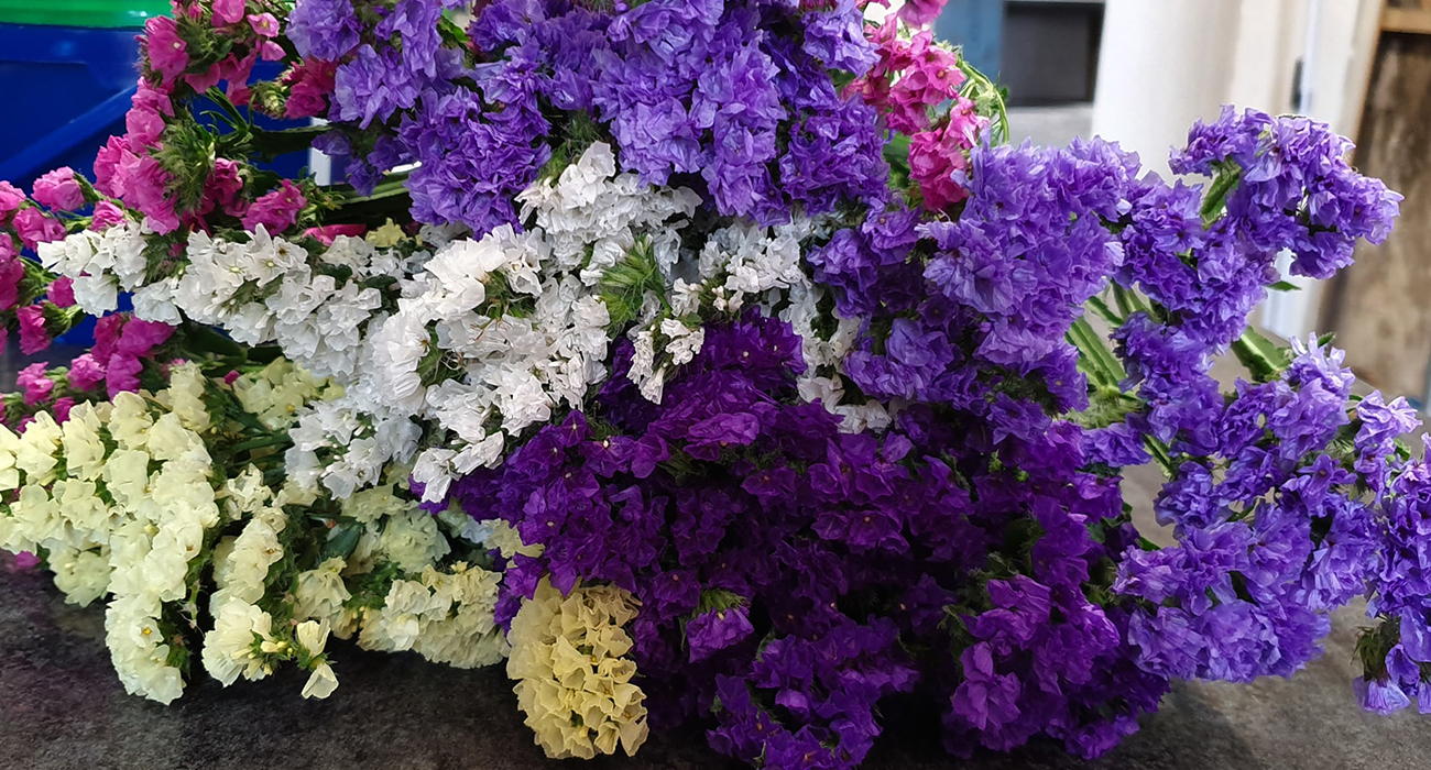 Samore - Grower featured on Thursd