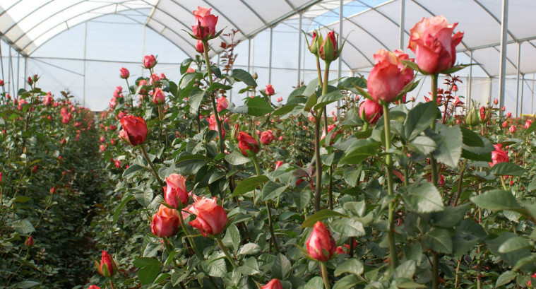 AAA Roses - Grower featured on Thursd