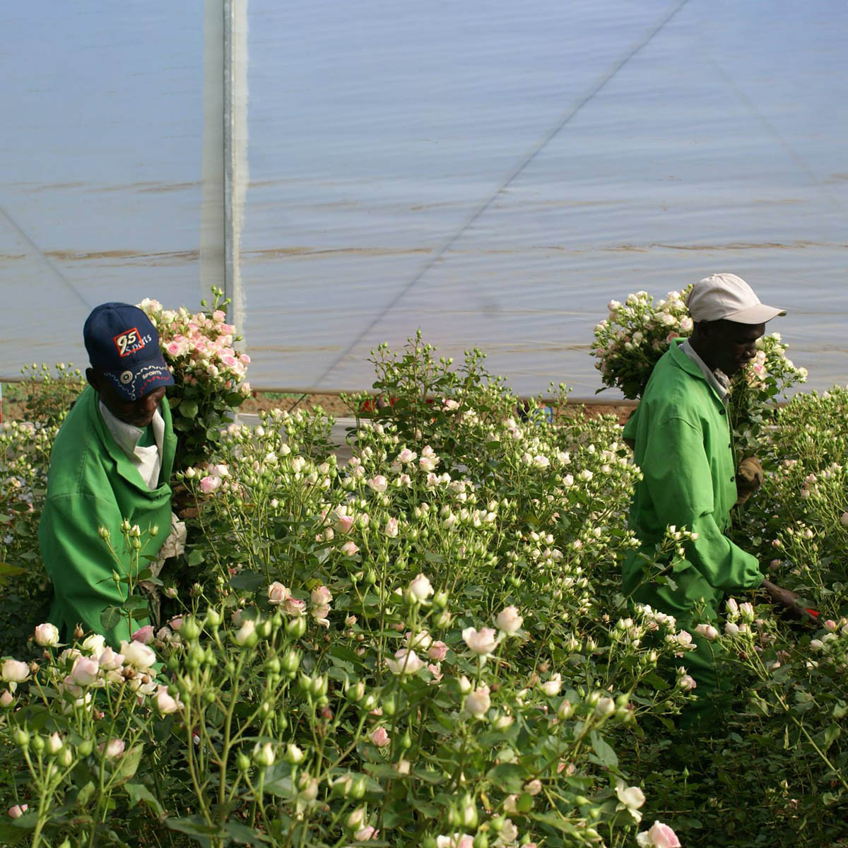 AAA Roses - Grower featured on Thursd